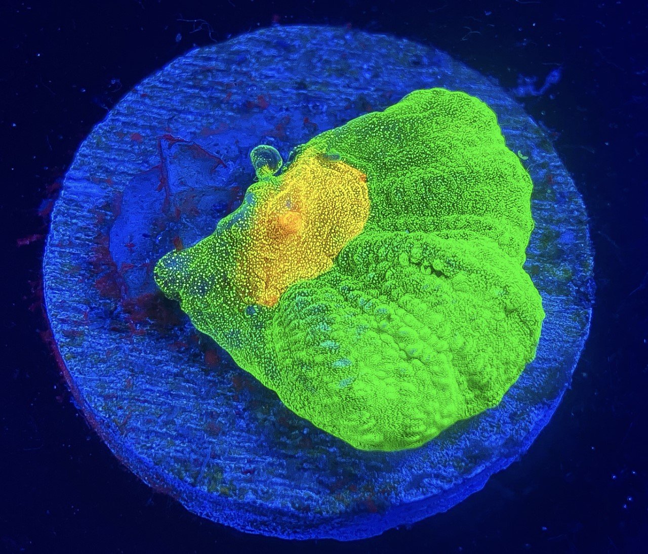 JF Space Invader Pectinia - WYSIWYG LPS Frag