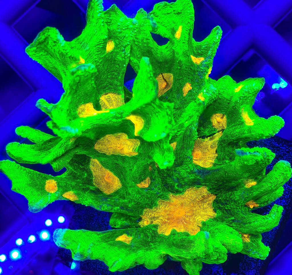 JF Space Invaders Pectinia - Op bestelling gesneden Frag