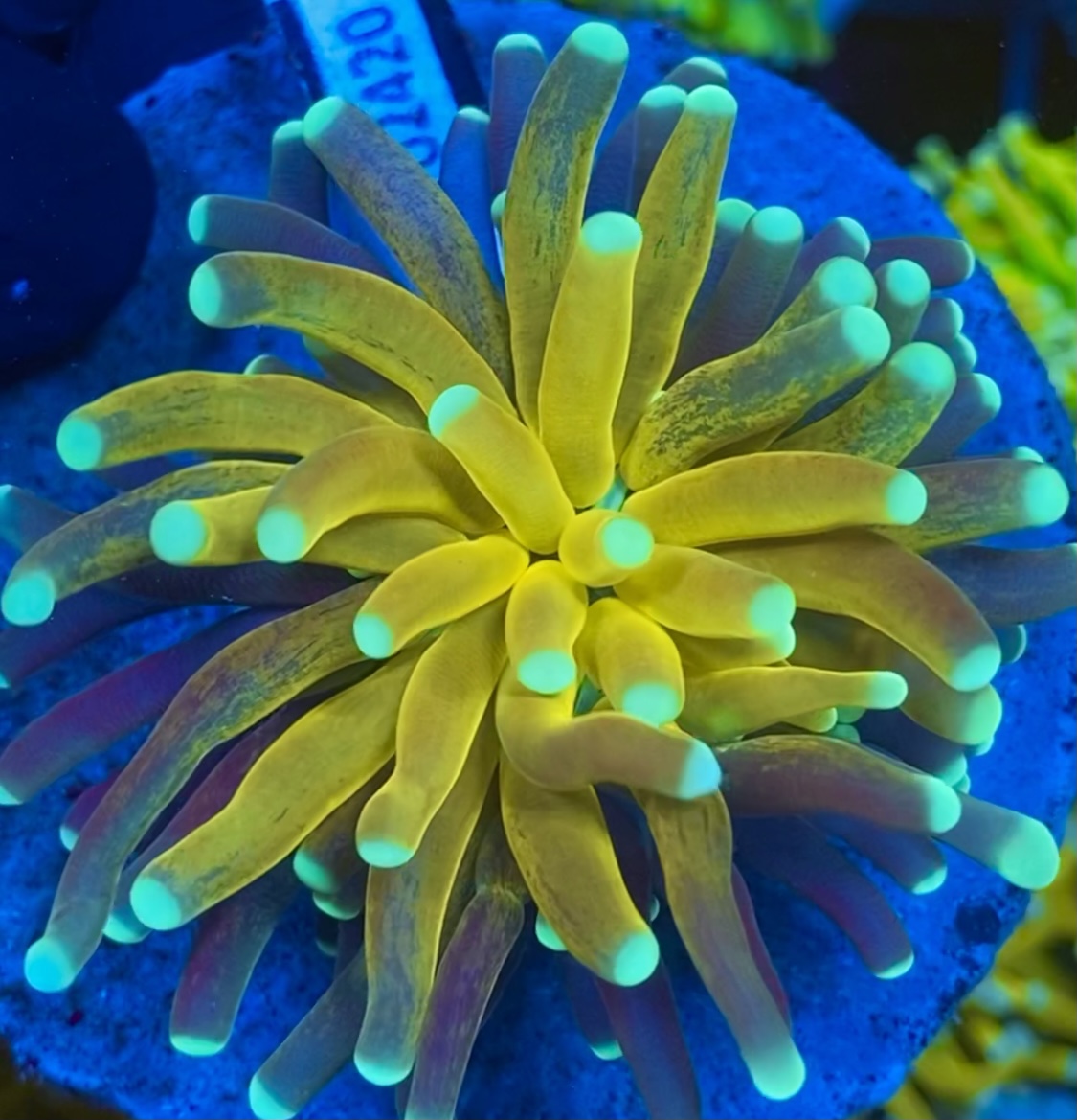 SRC Splatter Tiger Torch - WYSIWYG LPS