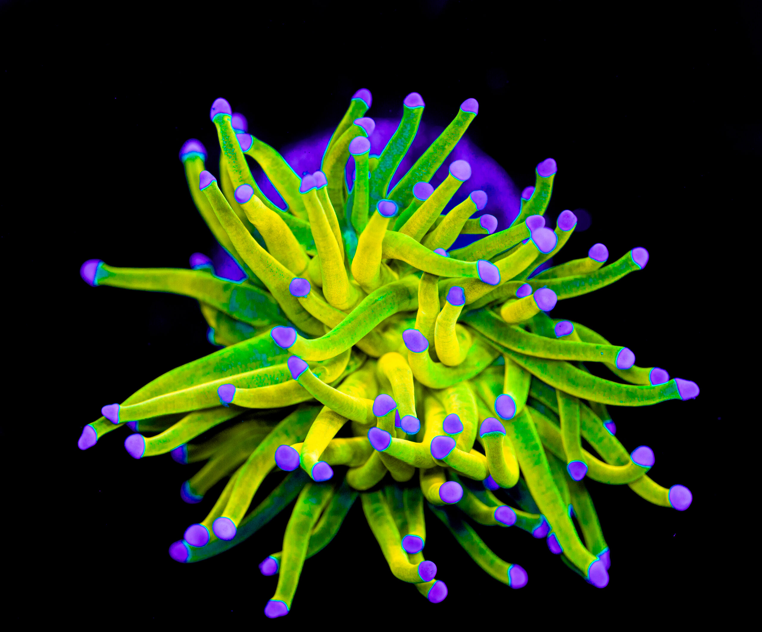 SRC Drama Queen HG Torch - WYSIWYG LPS