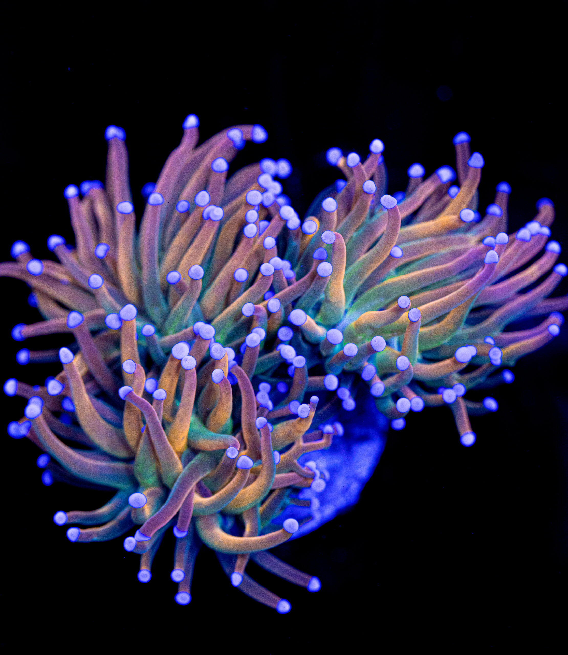 SRC Rapunzel HG Torch (3 koppen) - WYSIWYG LPS