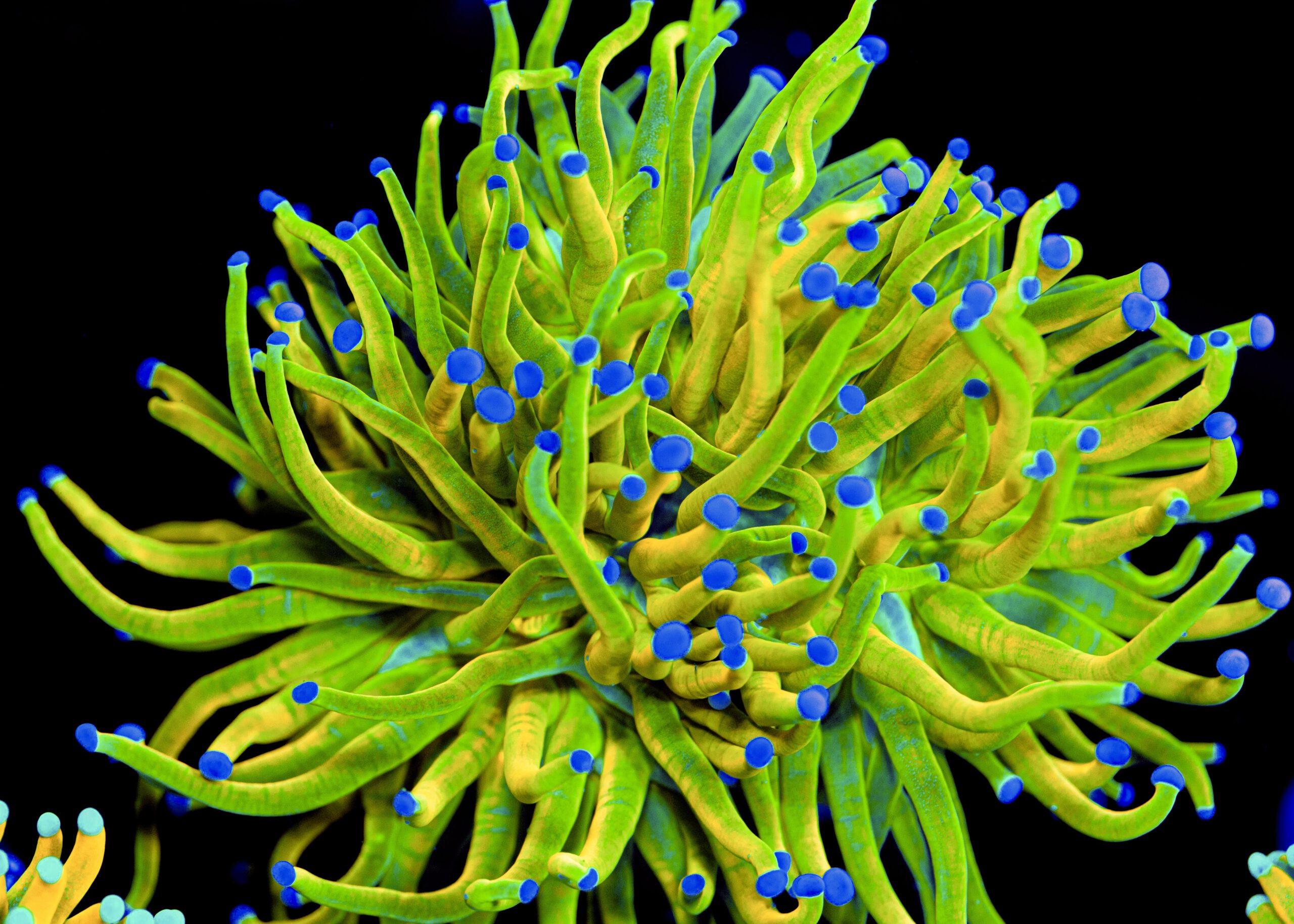 SRC 24K Holy Grail Torch (2 heads) - WYSIWYG LPS