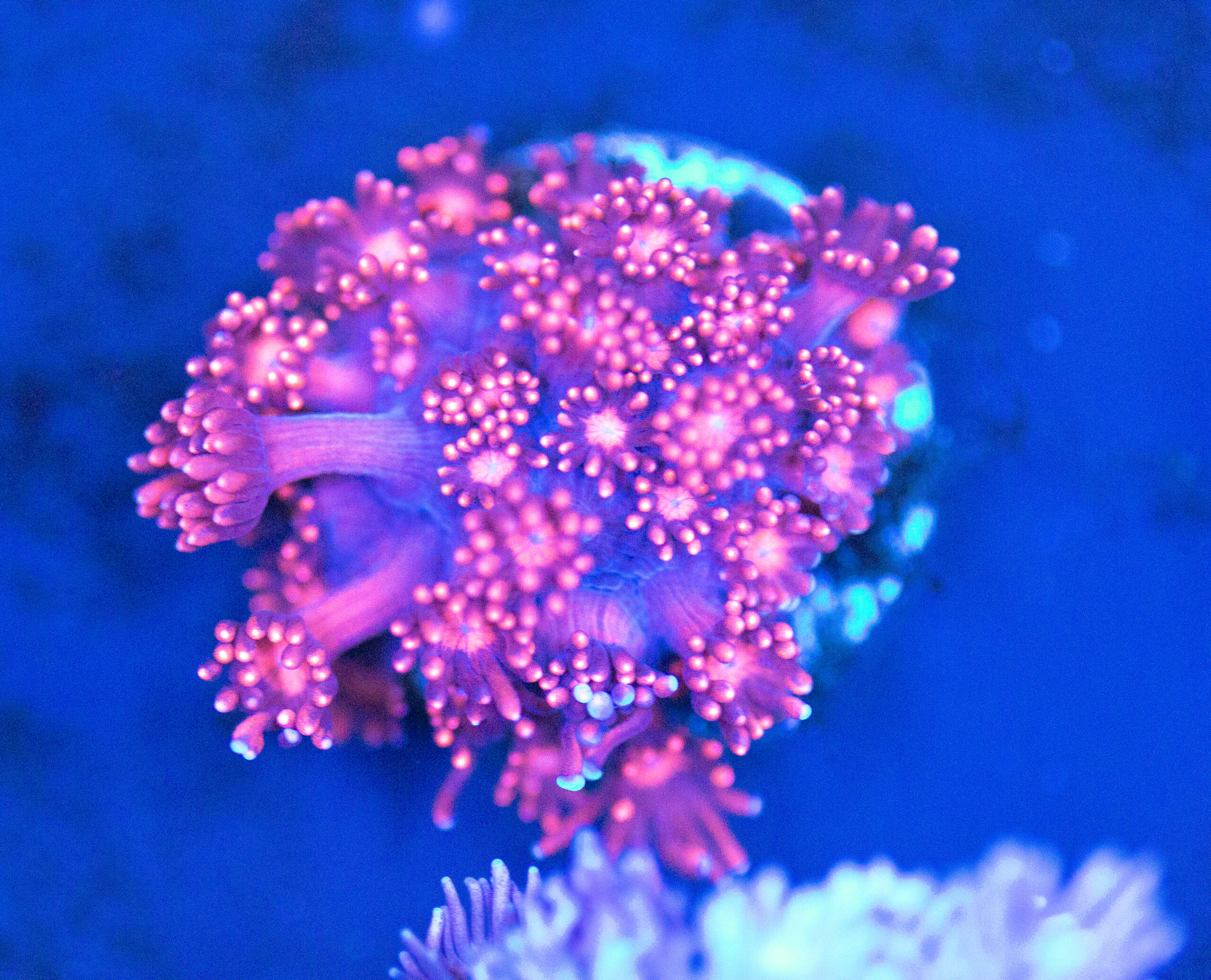 SRC Ultra Red Goniopora - WYSIWYG LPS Frag