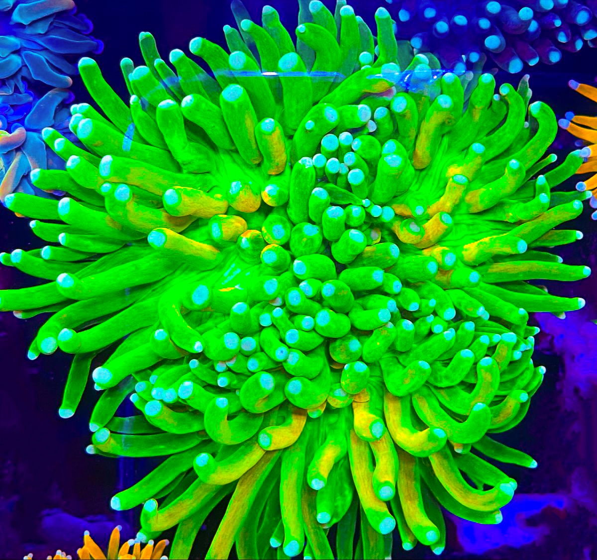 SRC Reverse HG Tiger Torch 3 heads - WYSIWYG LPS