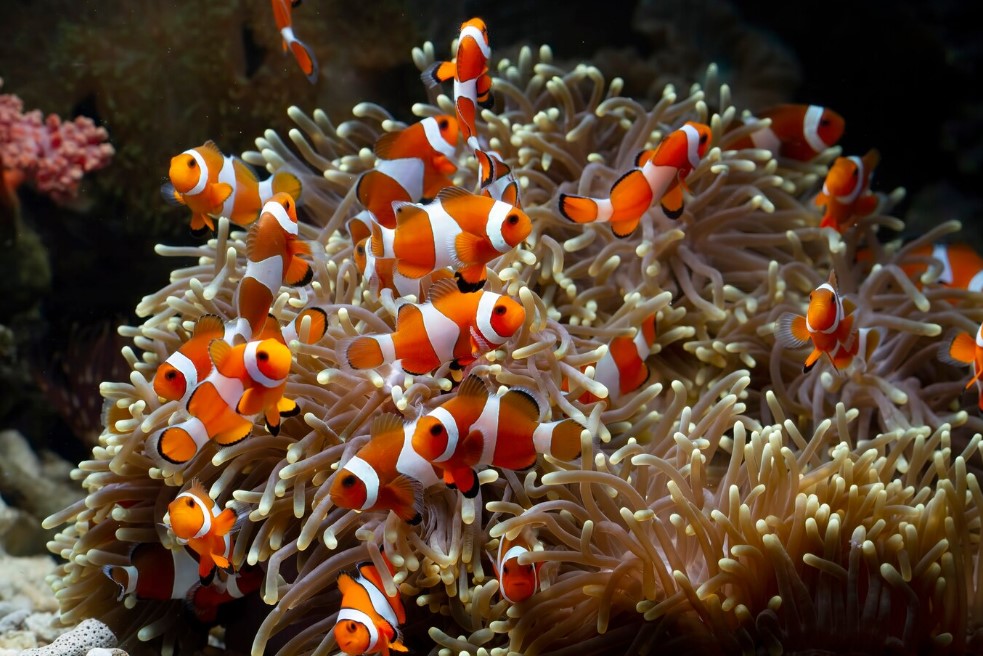 The Ultimate Coral Compatibility Guide for Mixed Reefs