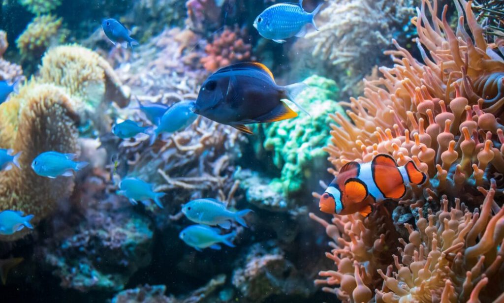 Top Additives and Trace Elements for Coral Growth